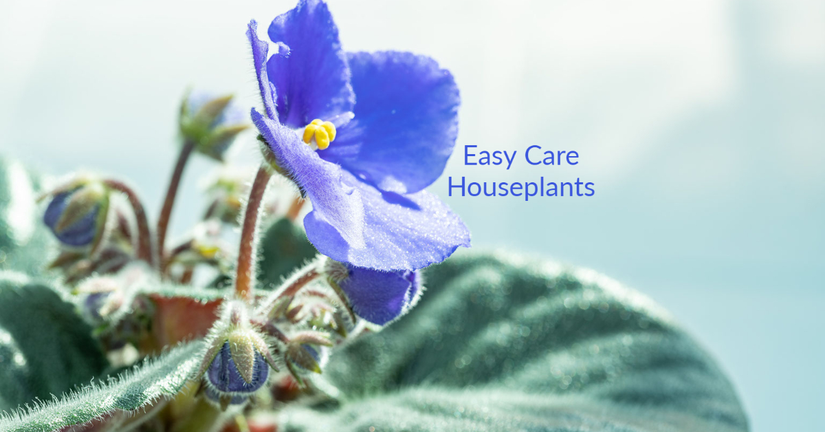 African Violet Care - Easy Care Houseplants